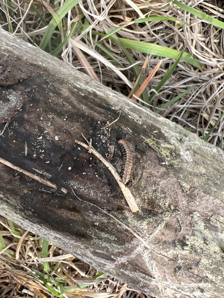 Greenhouse Millipede in March 2023 by edw52145 · iNaturalist