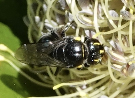 Banksia Masked Bee from Grampians National Park, Pomonal, VIC, AU on ...