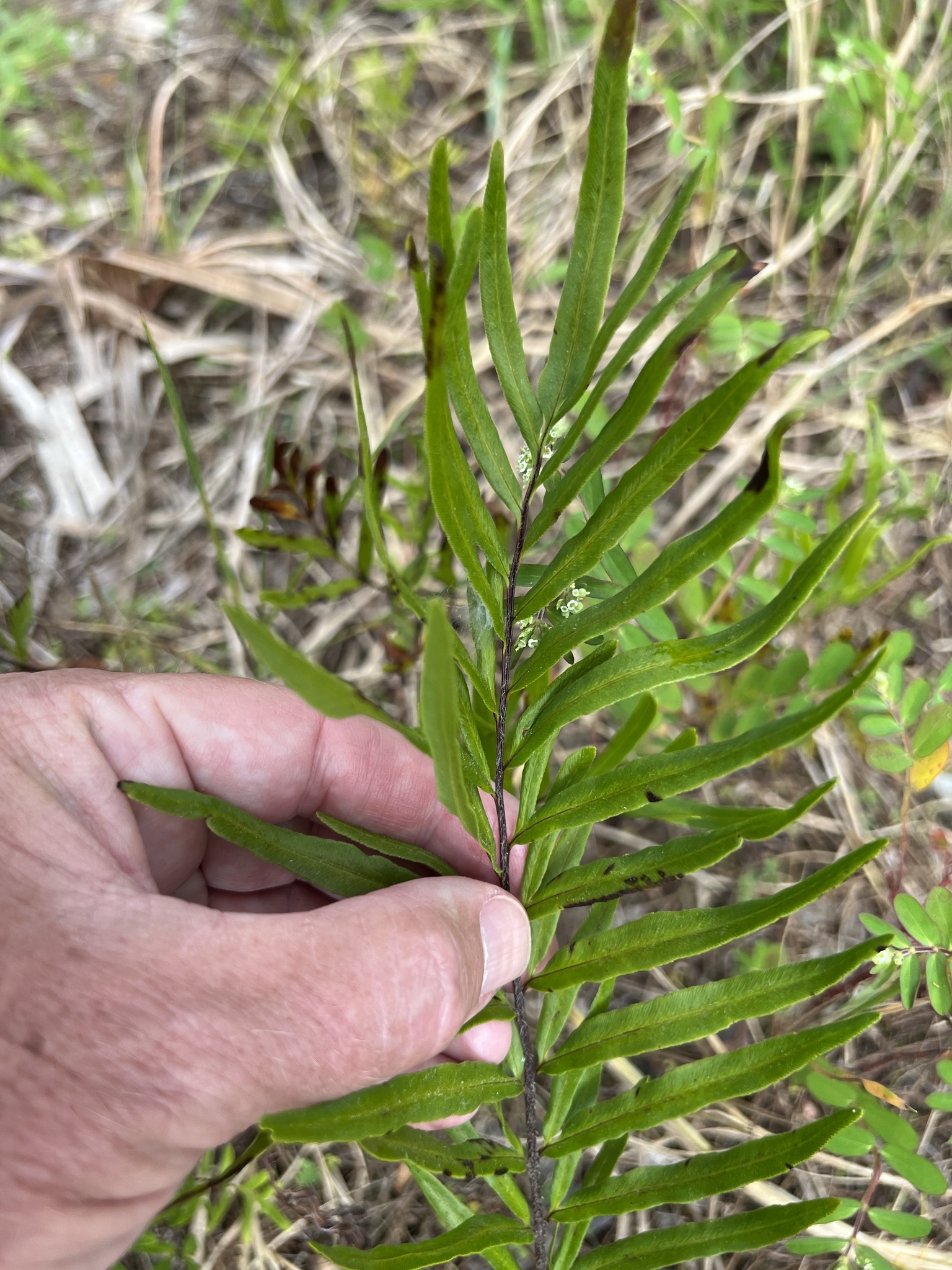 Pityrogramma trifoliata (L.) R.M.Tryon