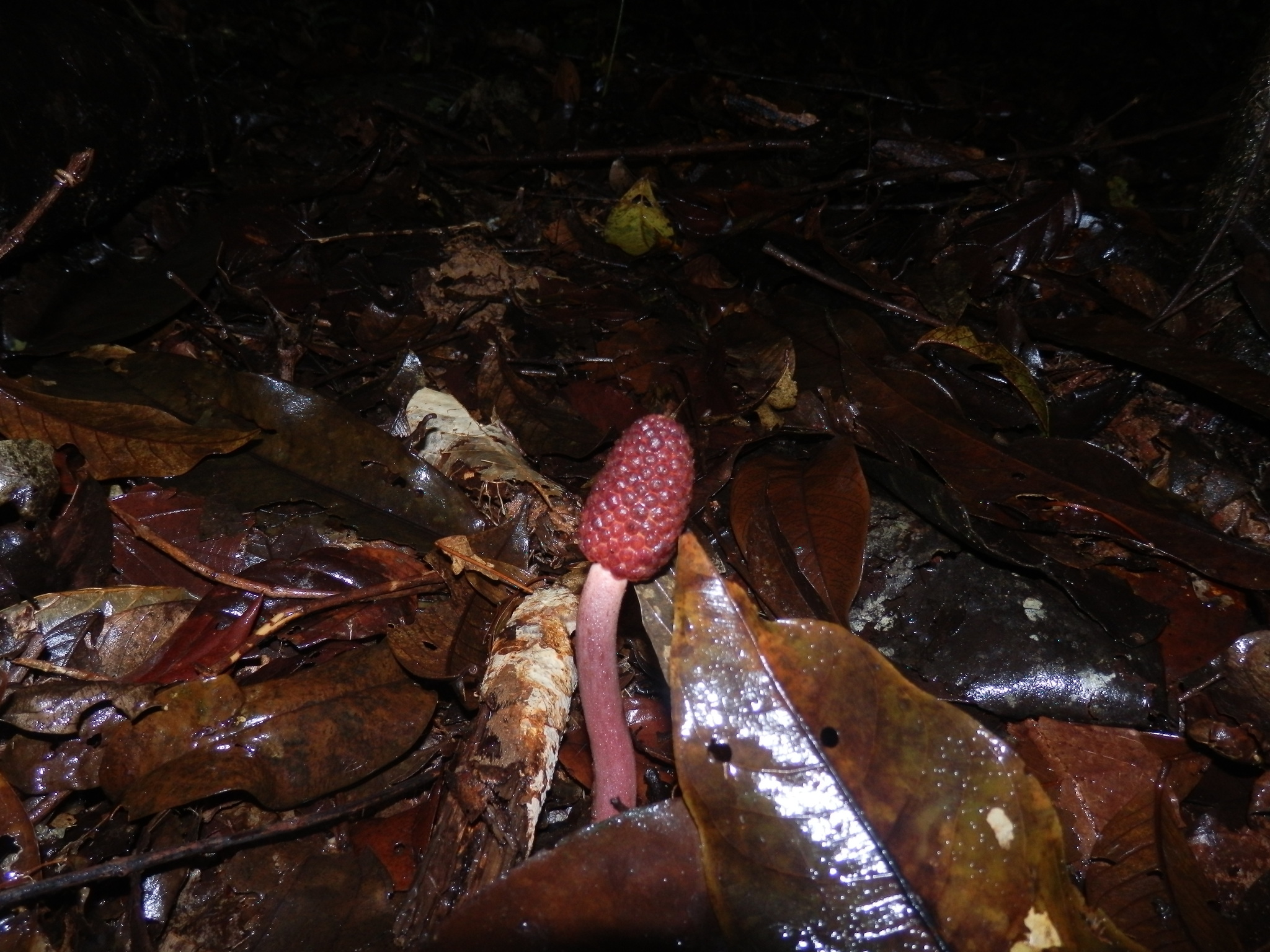 Helosis cayennensis (Sw.) Spreng.