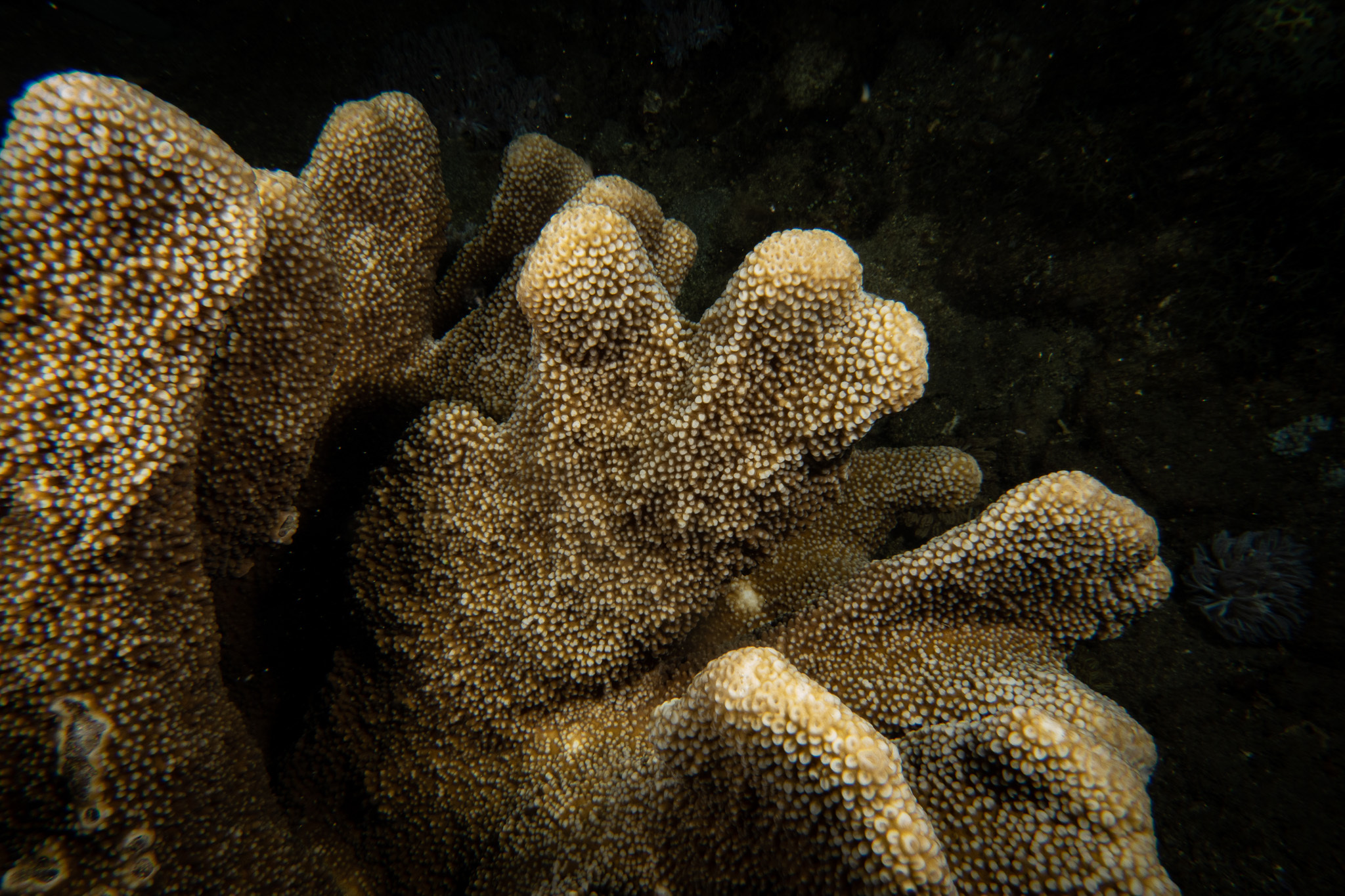 Isopora palifera (Lamarck, 1816)