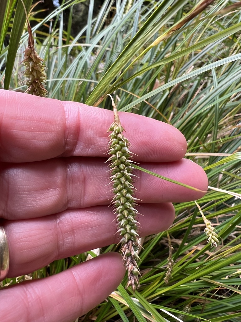cutty grass from Te Waipounamu/South Island, Westport, West Coast, NZ ...
