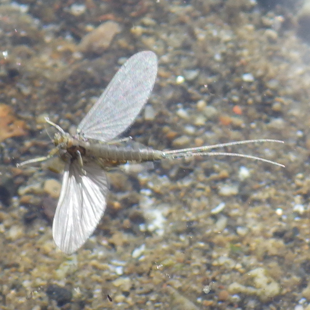 Mayflies from University District, Spokane, WA, USA on March 09, 2023 ...