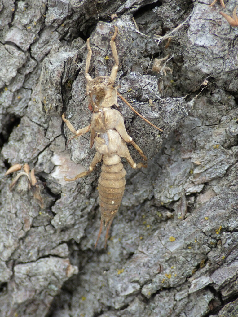 California Giant Stonefly from University District, Spokane, WA, USA on ...