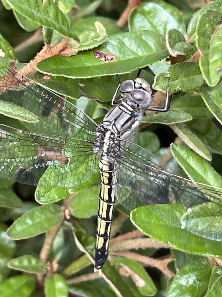 Blue Skimmer from Boundary Tk E, Frankston South, VIC, AU on March 12 ...