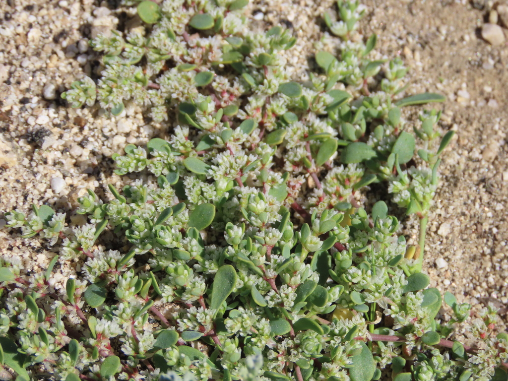 Frost Mat from Riverside County, CA, USA on March 9, 2023 at 12:00 PM ...