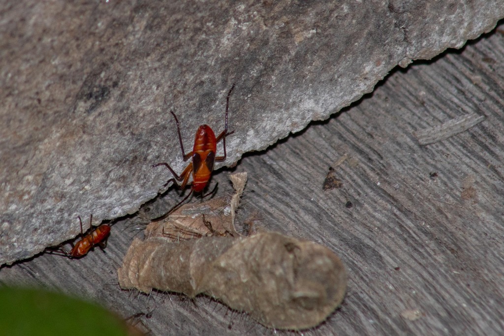 Cotton Stainer Bugs from Cihuatlán, Jal., México on January 23, 2023 at ...