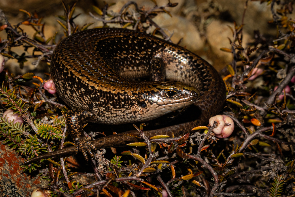 Green Skink in March 2023 by Carey-Knox-Southern-Scales · iNaturalist