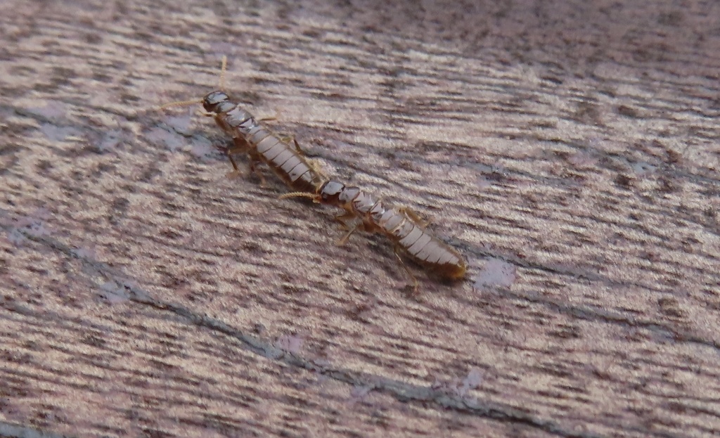 Termites from Numinbah Nature Reserve, Numinbah, NSW, AU on March 12 ...