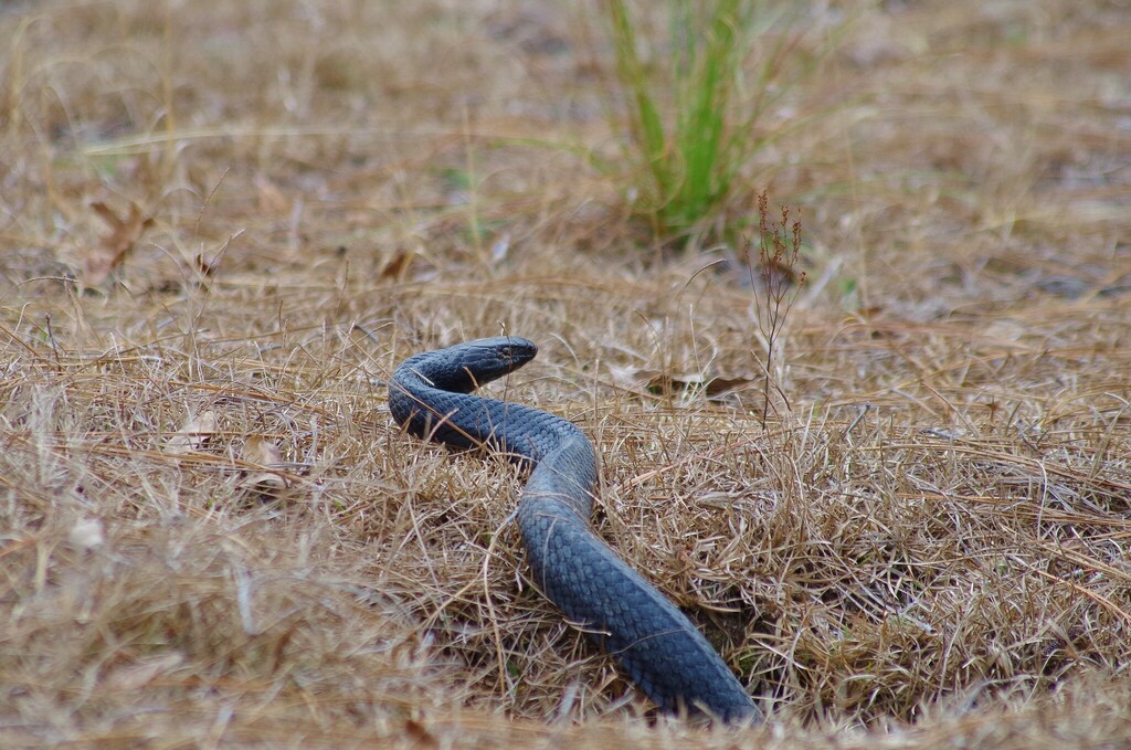 Eastern Indigo Snake in February 2015 by Nick Cairns. Part of a ...