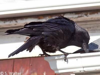 Common Raven from Kew Gardens, Queens, NY, USA on April 04, 2010 at 04: ...