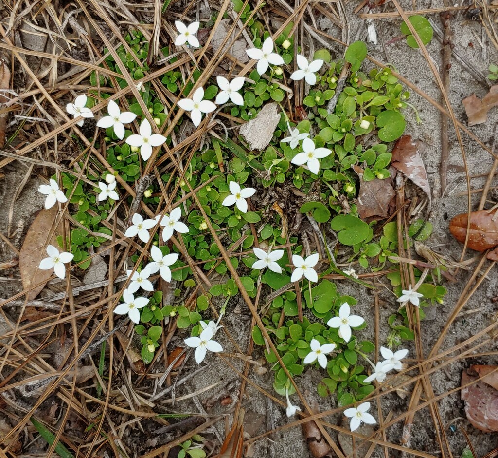 roundleaf bluet from Camden County, GA, USA on February 17, 2023 at 12: ...