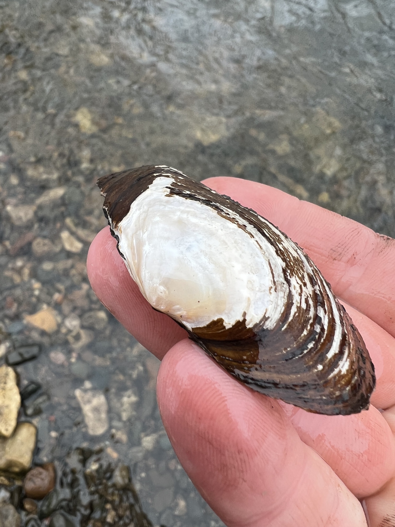 Fusconaia C.T.Simpson, 1900