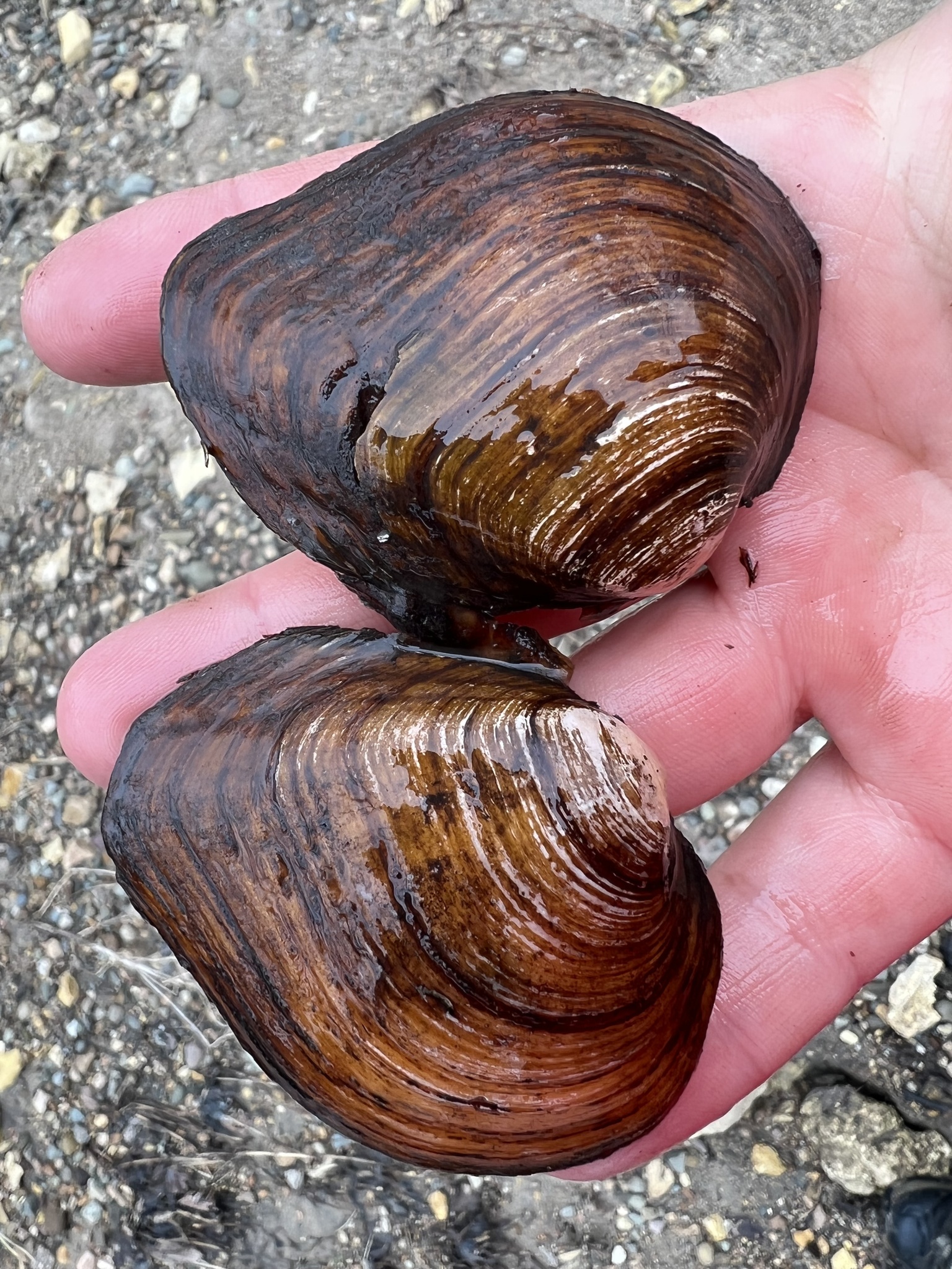 Fusconaia C.T.Simpson, 1900