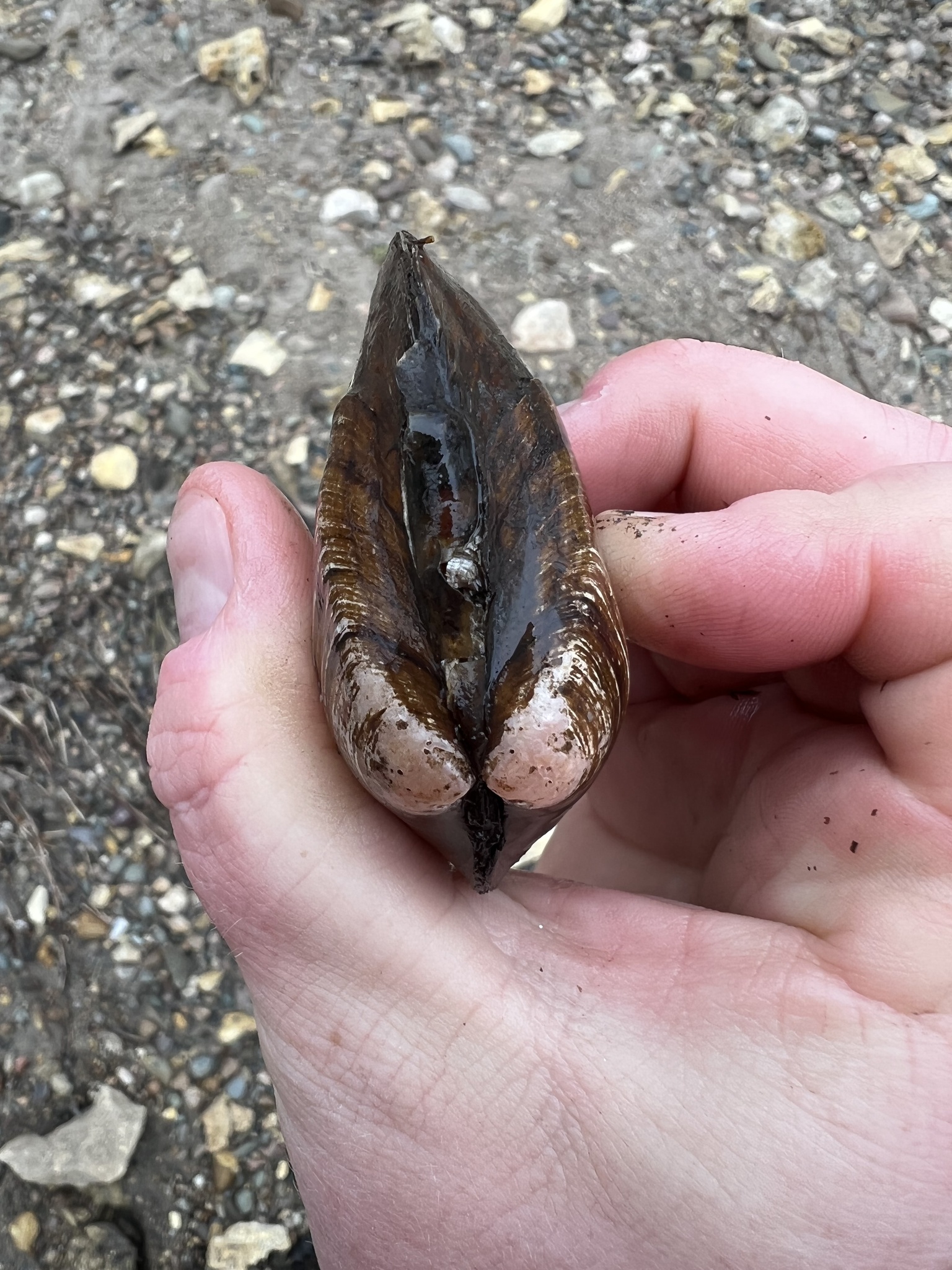 Fusconaia C.T.Simpson, 1900