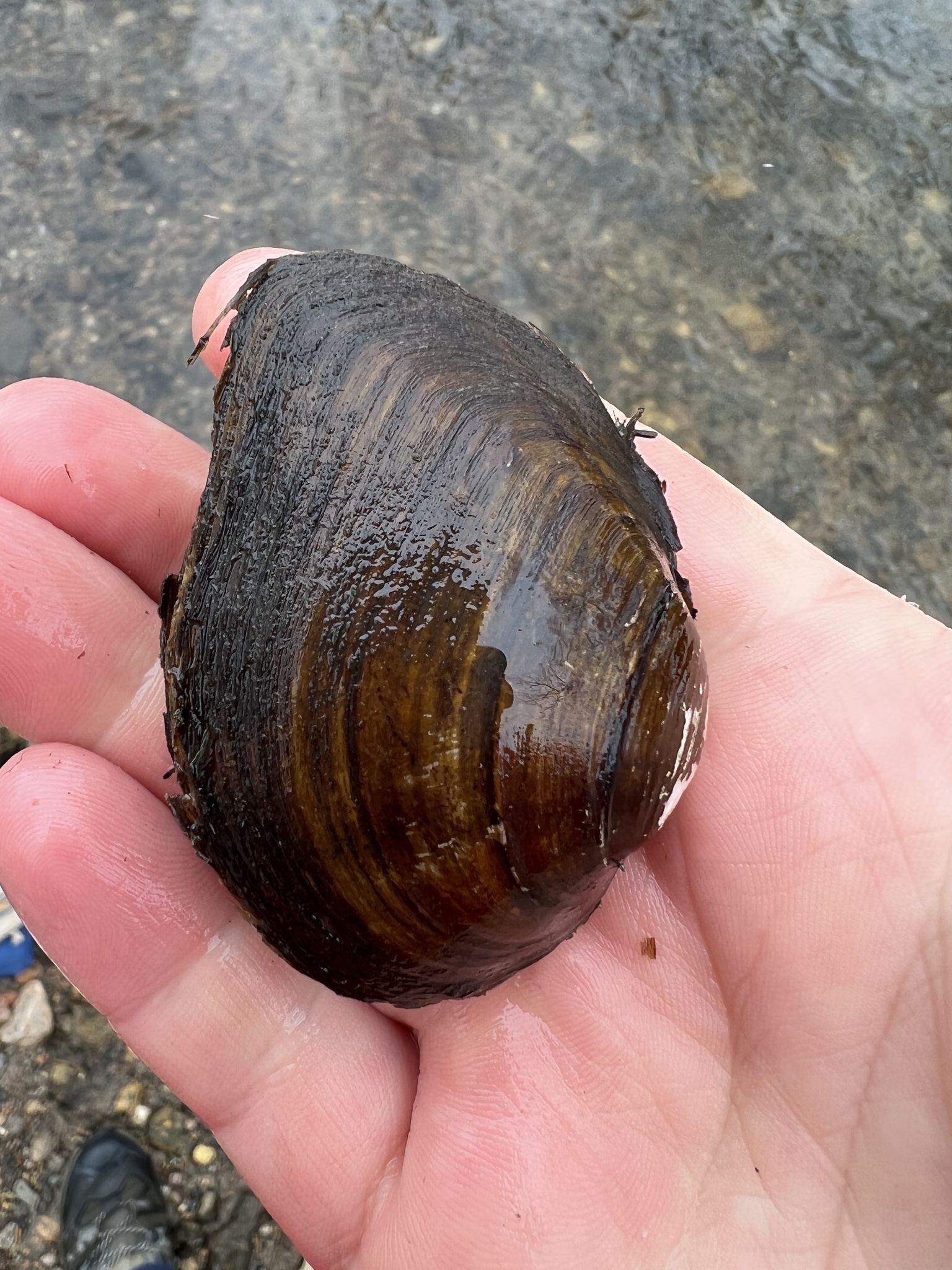 Fusconaia C.T.Simpson, 1900