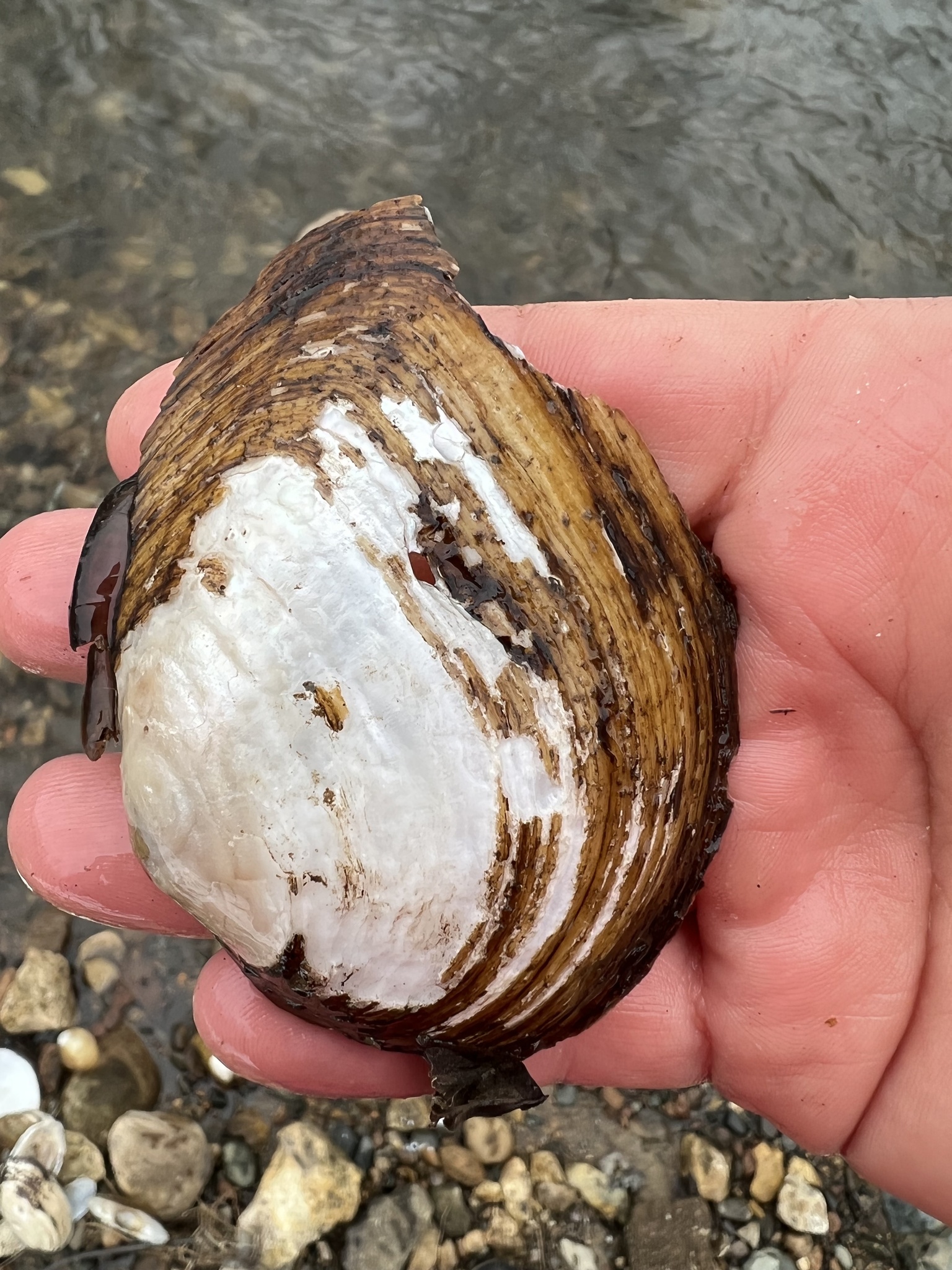 Fusconaia C.T.Simpson, 1900