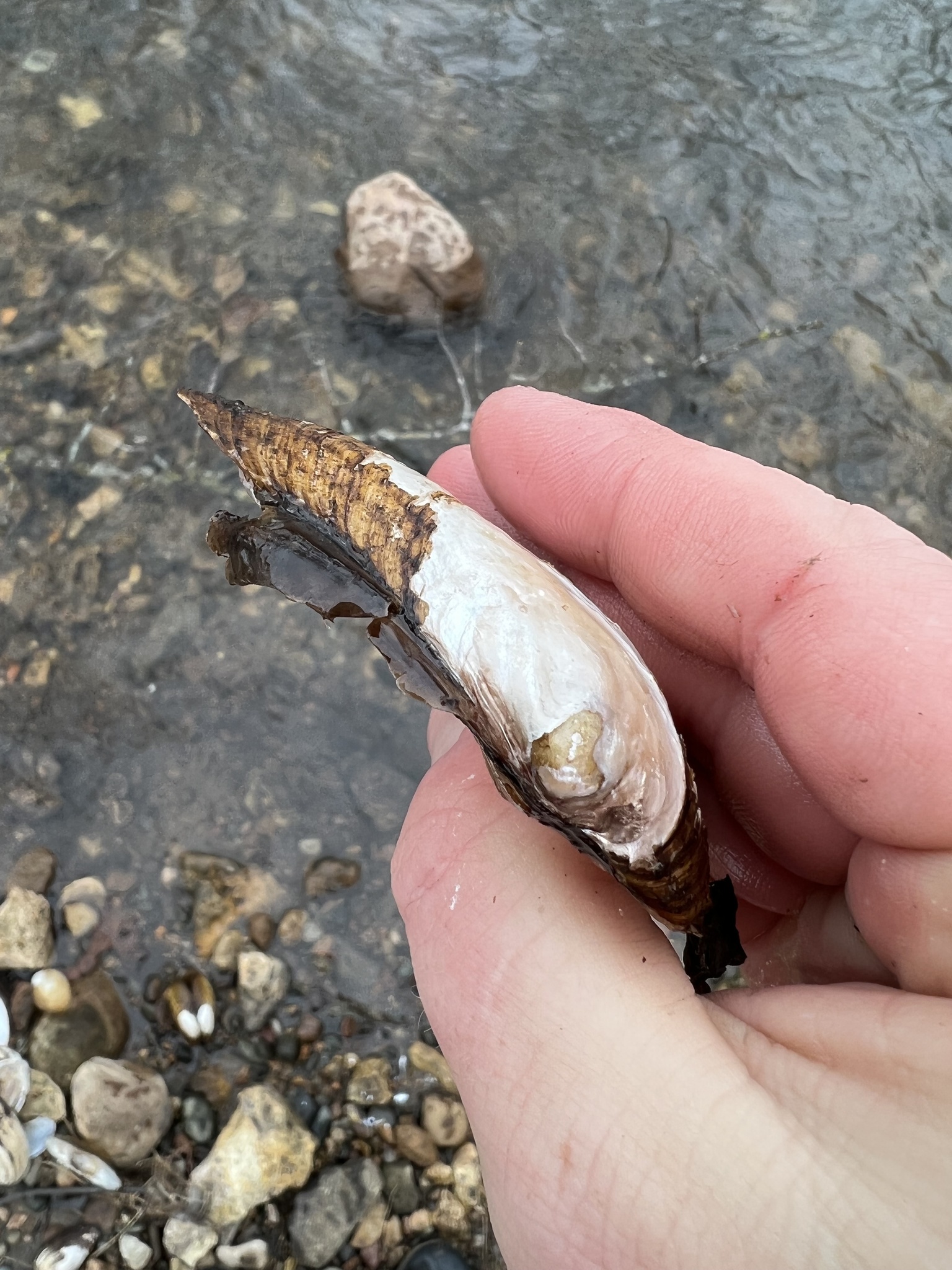 Fusconaia C.T.Simpson, 1900