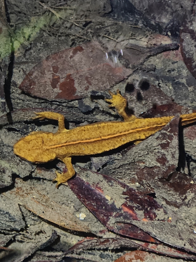 Hong Kong Warty Newt from Tai Tam Barbecue Area Site No. 1, 2, 3, 4, 5 ...