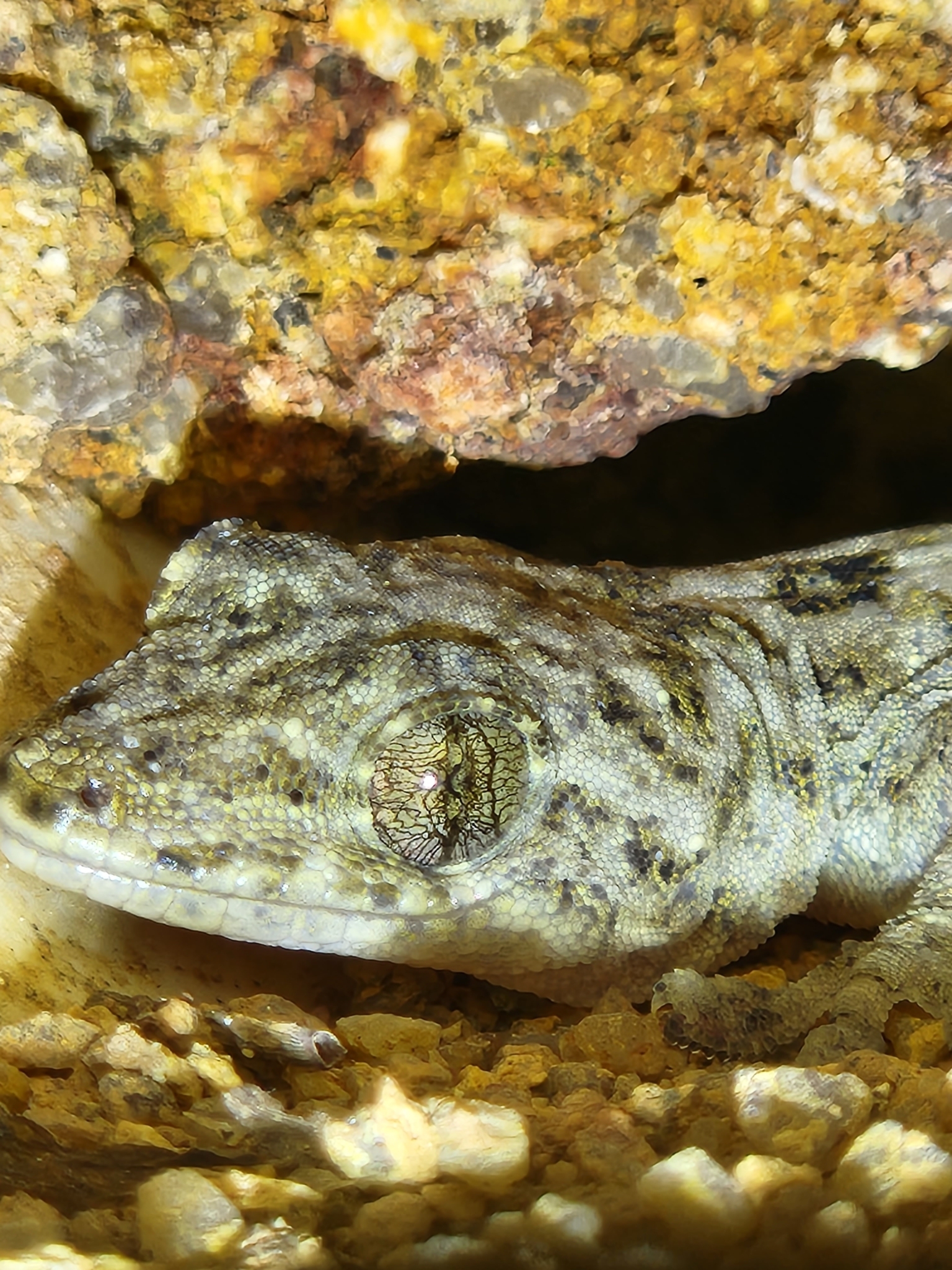 Gekko chinensis (Gray, 1842)