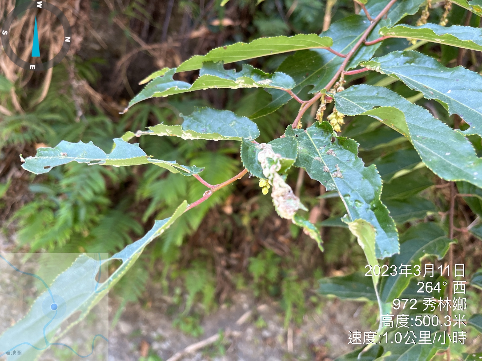 Stachyurus Siebold & Zucc.