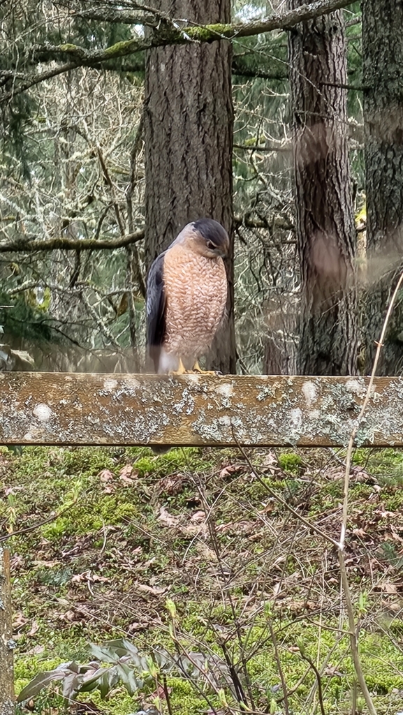 Cooper's Hawk from Victoria, BC V8Z 5N9, Canada on March 11, 2023 at 04 ...