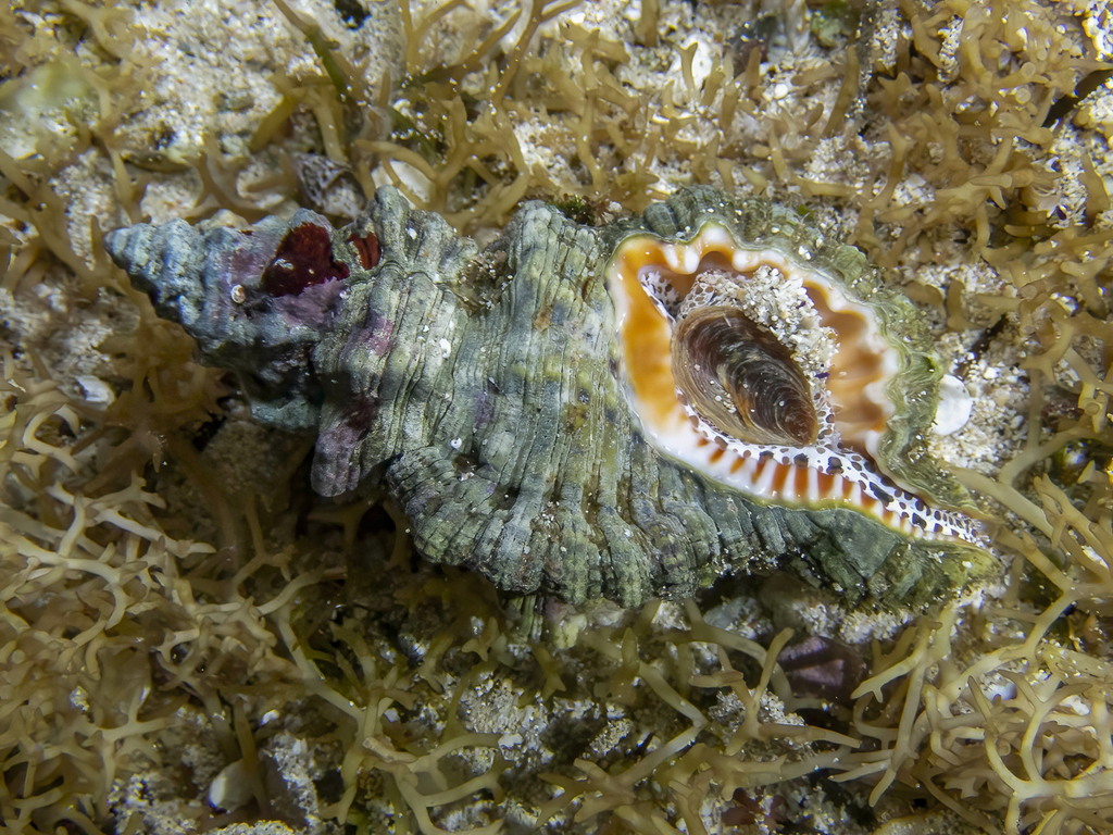 Gold-Mouthed Triton Snail from Lord Howe Island NSW 2898, Australia on ...