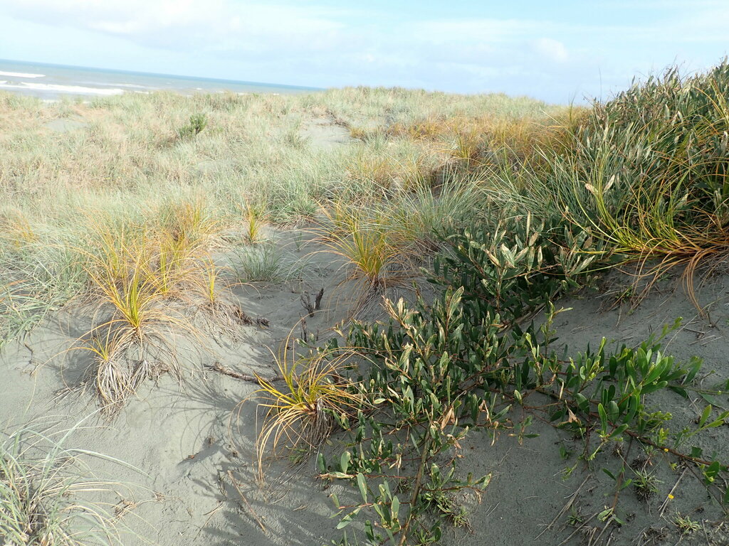 Pingao from Tangimoana, New Zealand on March 12, 2023 at 08:37 AM by ...