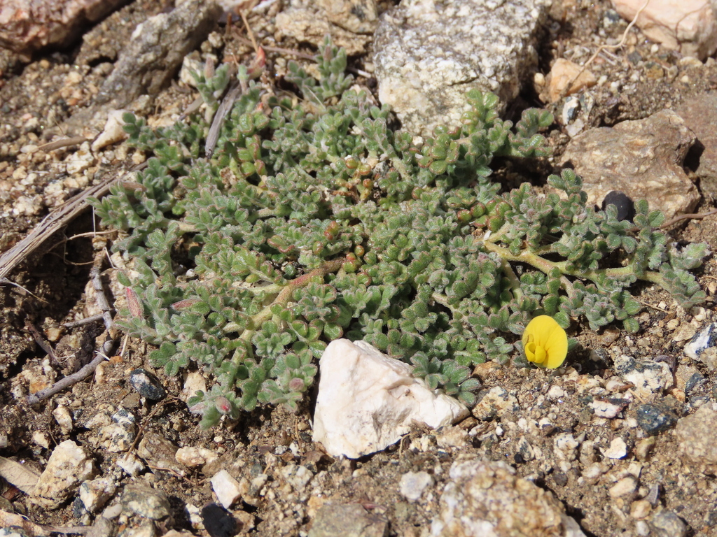 Strigose Bird's-foot Trefoil from Riverside County, CA, USA on March 11 ...
