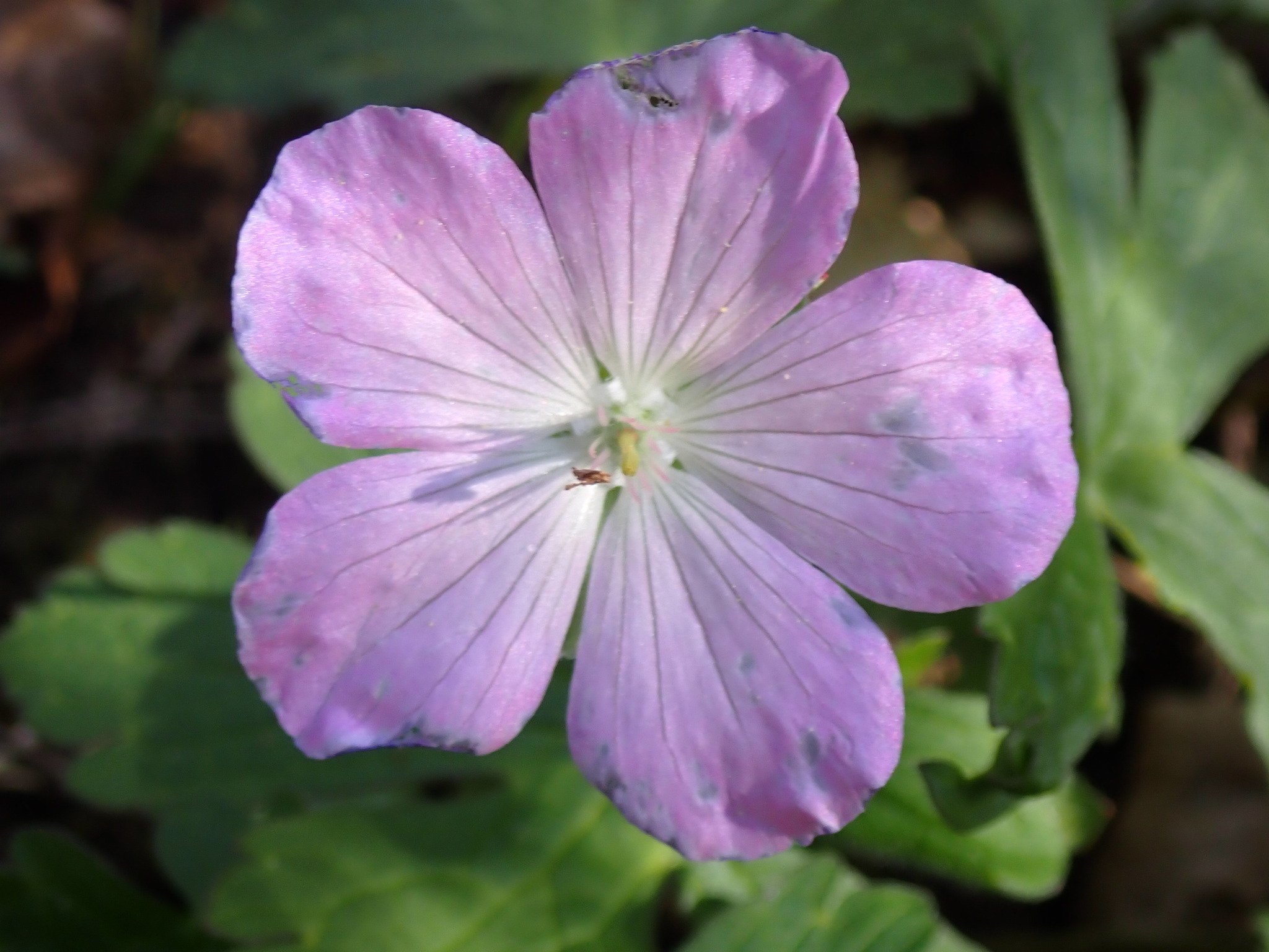 Geranium maculatum L.