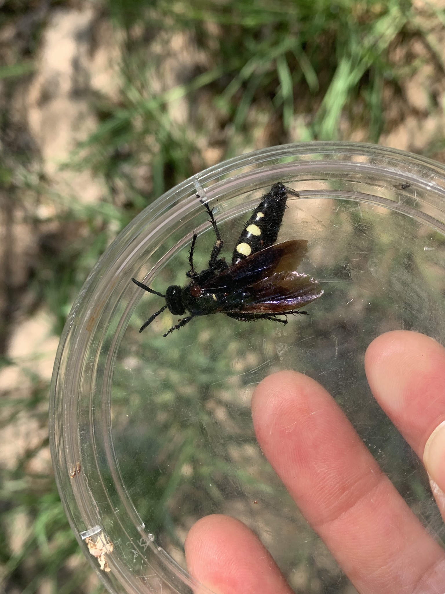 Scolia J.C.Fabricius, 1775