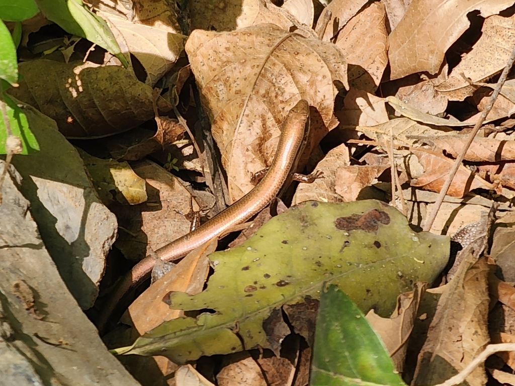 Scincella silvicola from 67210 Nuevo Leon, Mexico on March 11, 2023 at ...