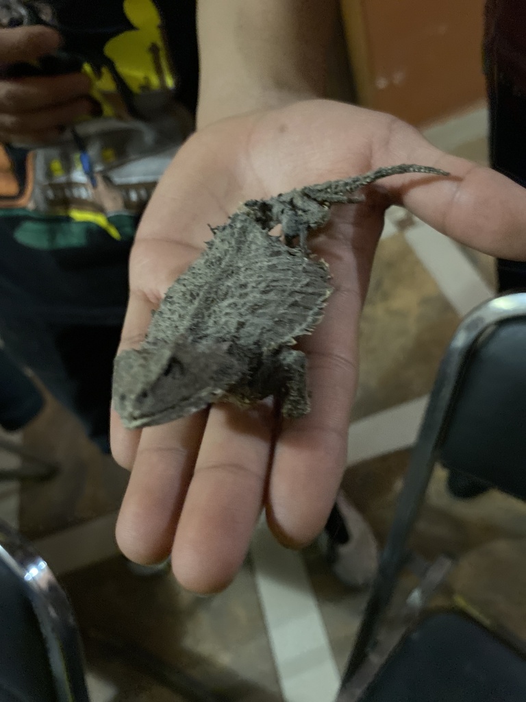 Mountain Horned Lizard from Calle Progreso N, San Pablo del Monte ...