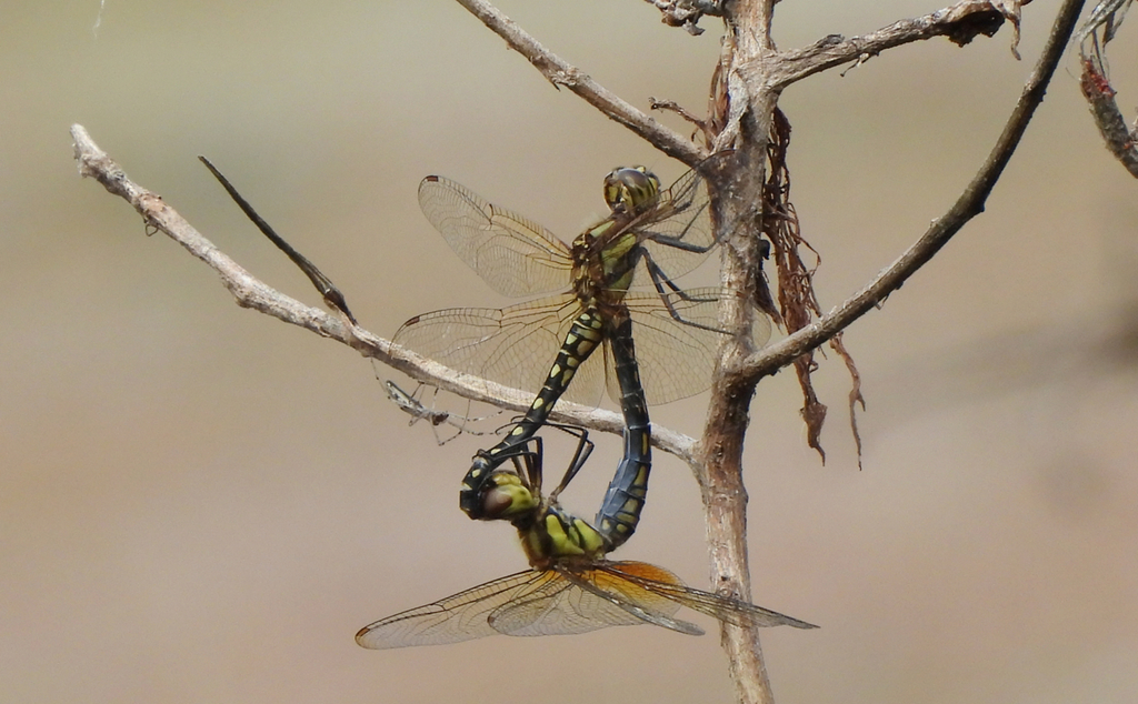 Water Prince from Sandy Camp Rd, Wynnum West QLD 4178, Australia on ...