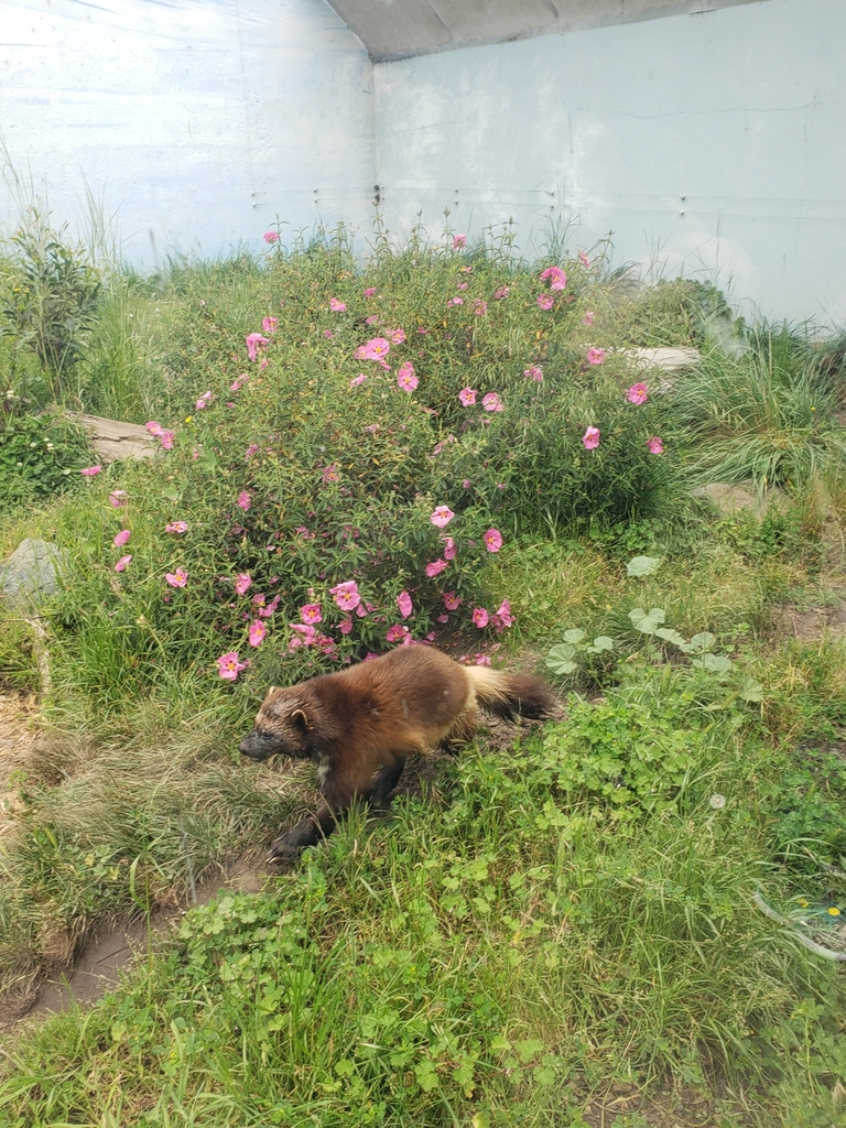 Wolverine from San Francisco Zoo on April 26, 2019 at 11:44 AM by ...