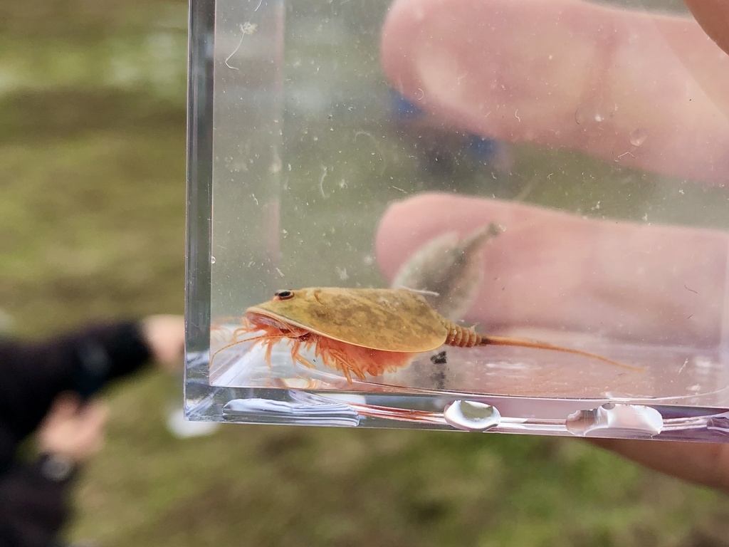 Vernal Pool Tadpole Shrimp in March 2023 by graham_coop · iNaturalist