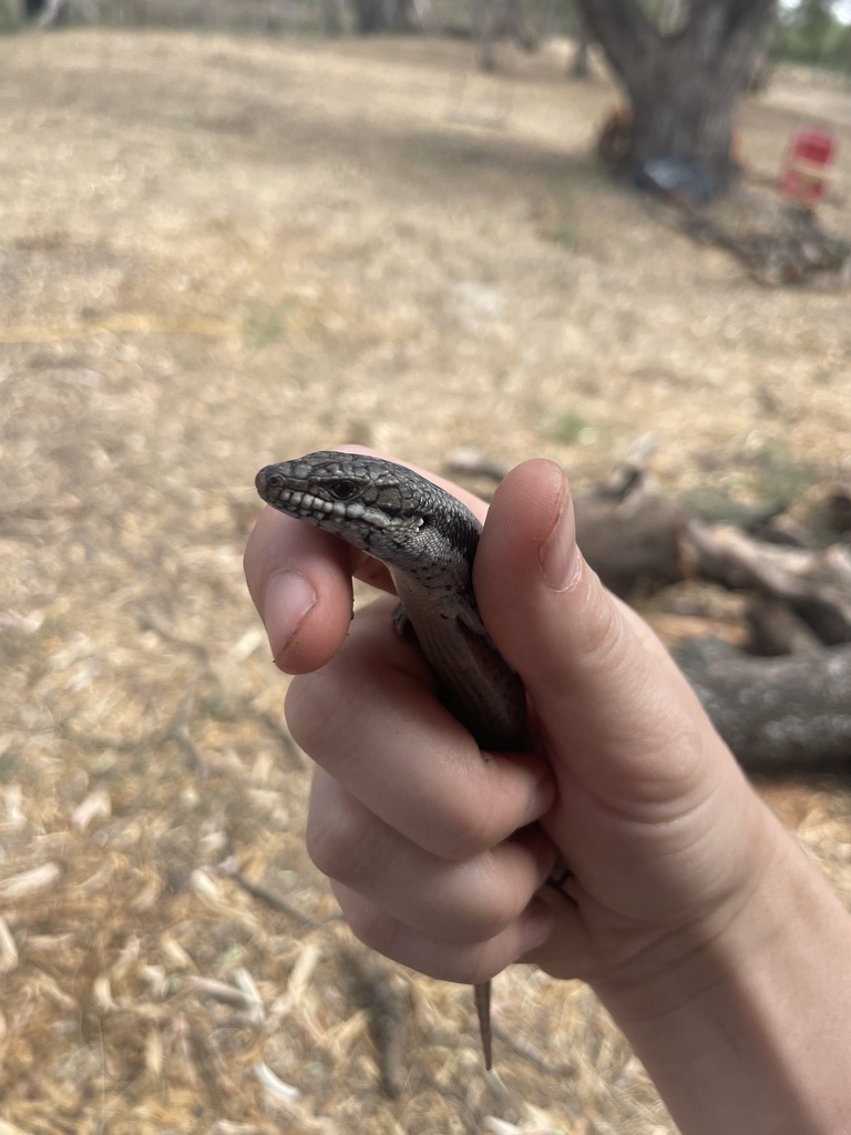 Tree Skink from Yarran Ward, Wee Wee Rup, VIC, AU on March 11, 2023 at ...