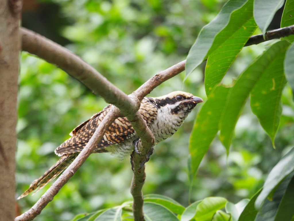 Pacific Koel from Mount Surround QLD 4809, Australia on December 16 ...