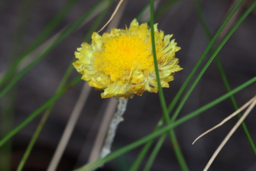 button everlasting from Dawsons Spring Nature Trail, Kaputar NSW 2390 ...