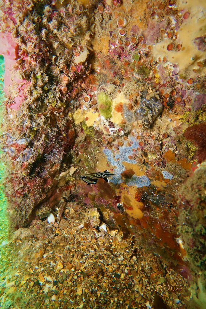 Western Talma from St Vincent St, Gulfview Heights SA 5096, Australia ...