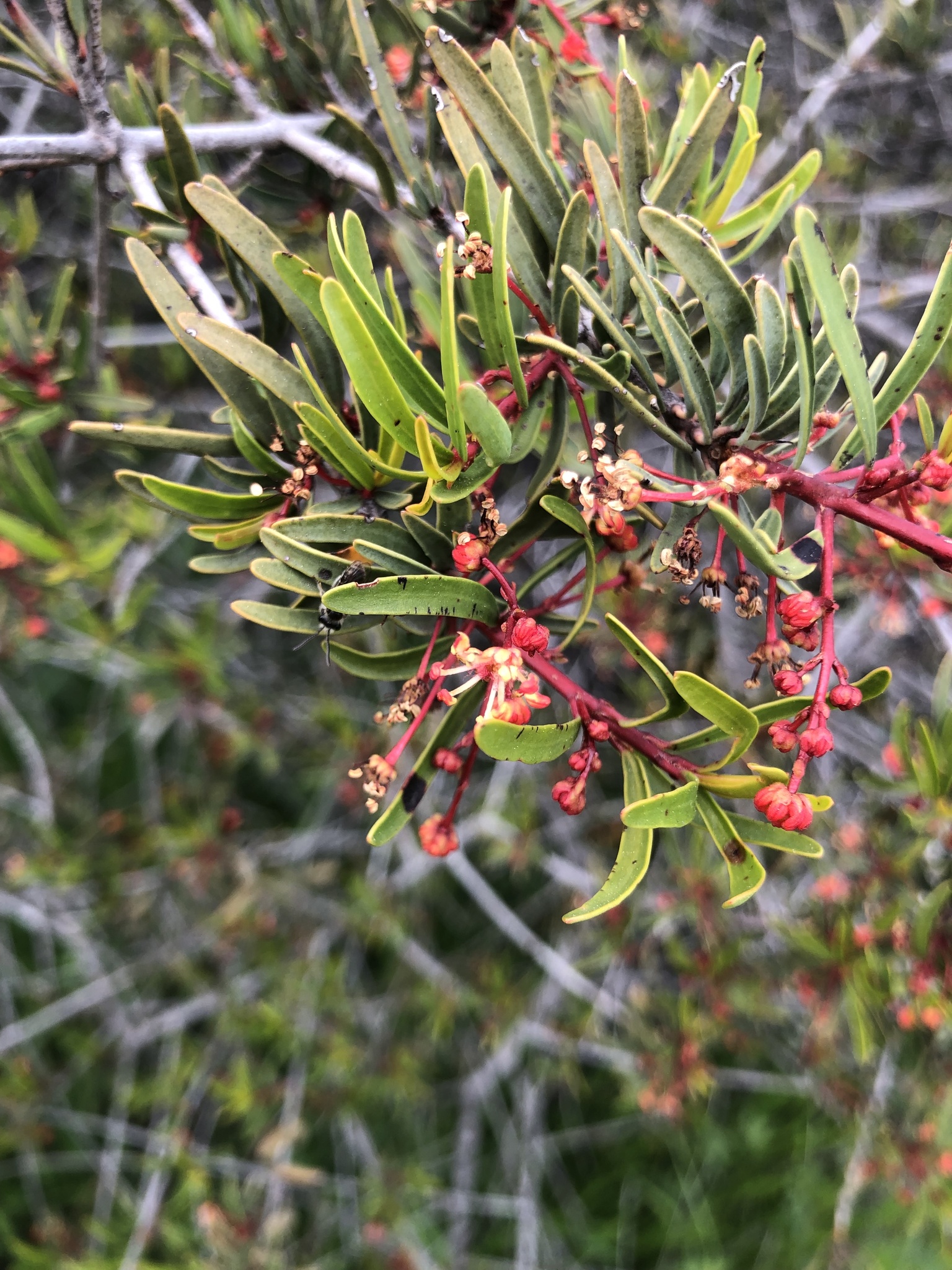 Tetracoccus dioicus Parry