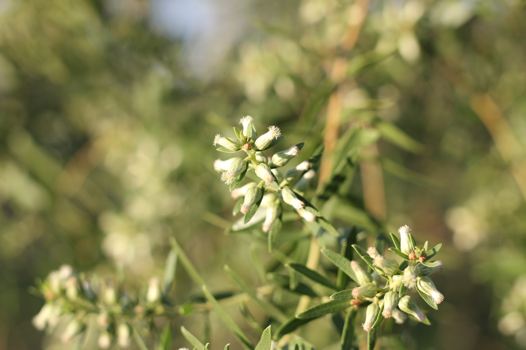 Baccharis dracunculifolia DC.