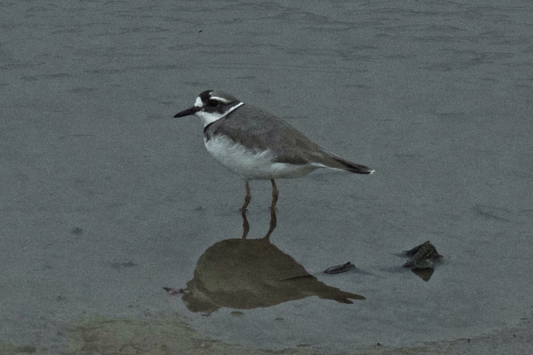 Charadrius placidus J.E.Gray & G.R.Gray, 1863
