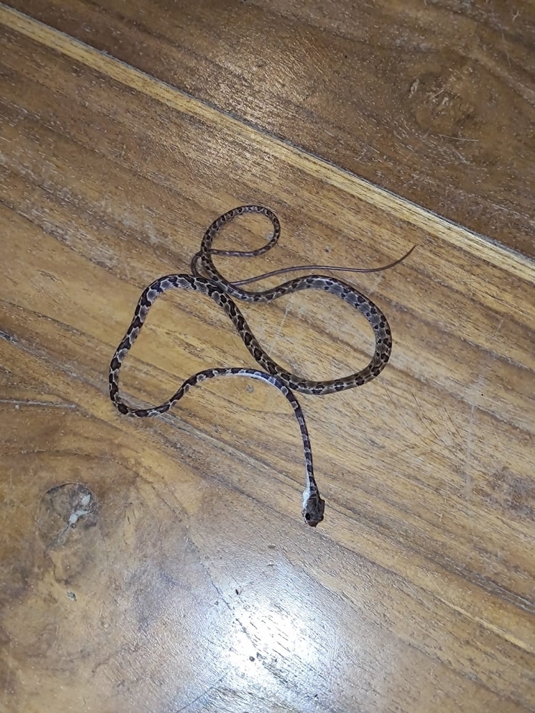 Central American Tree Snake from 74MG+JFW, El Papayal, Nicaragua on ...