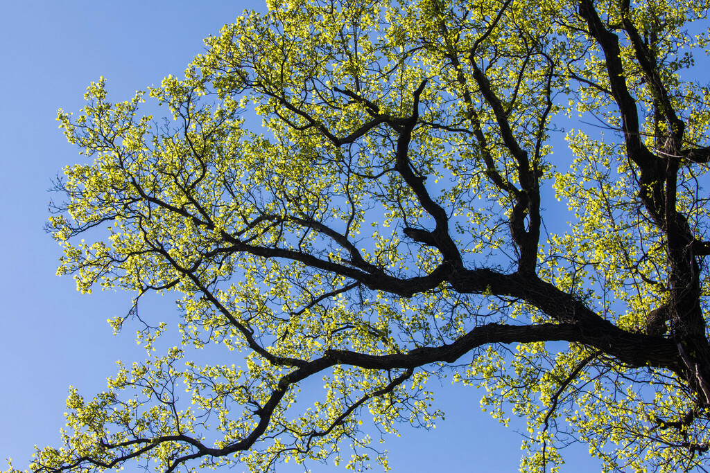 tulip tree from Overton Park, Memphis, TN, US on March 10, 2023 by ...