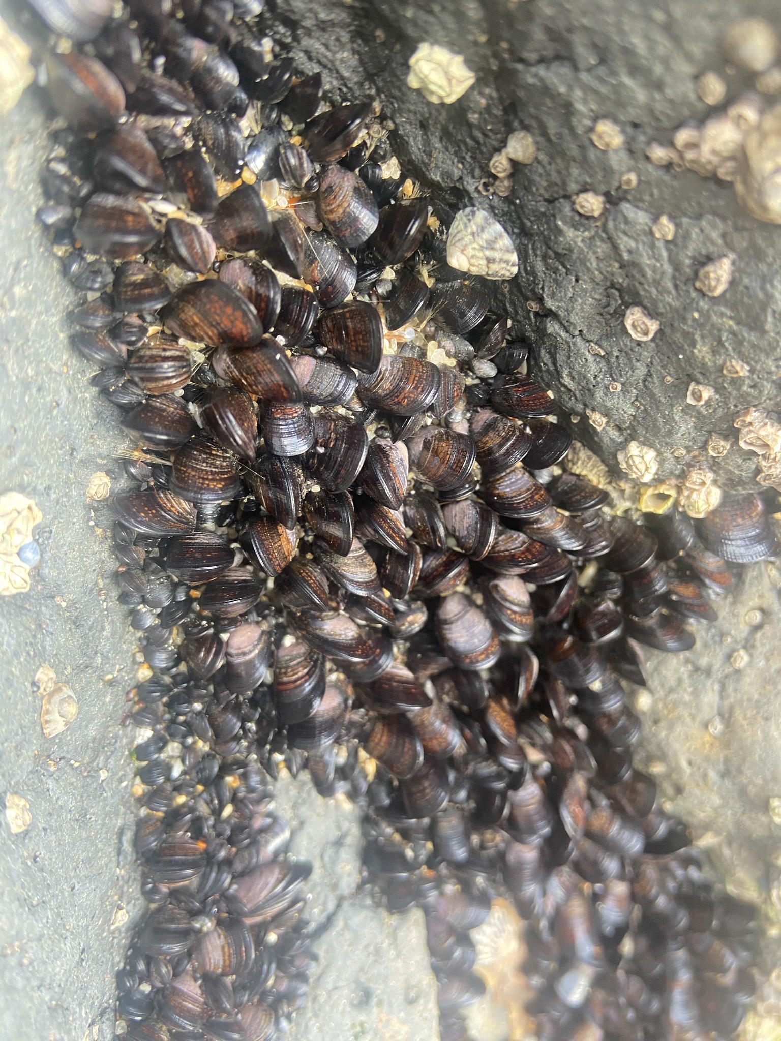 Xenostrobus pulex (Lamarck, 1819)