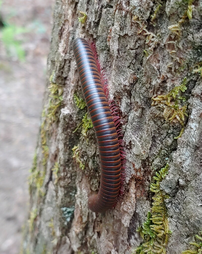 American Giant Millipede from White County, GA, USA on May 02, 2021 at ...