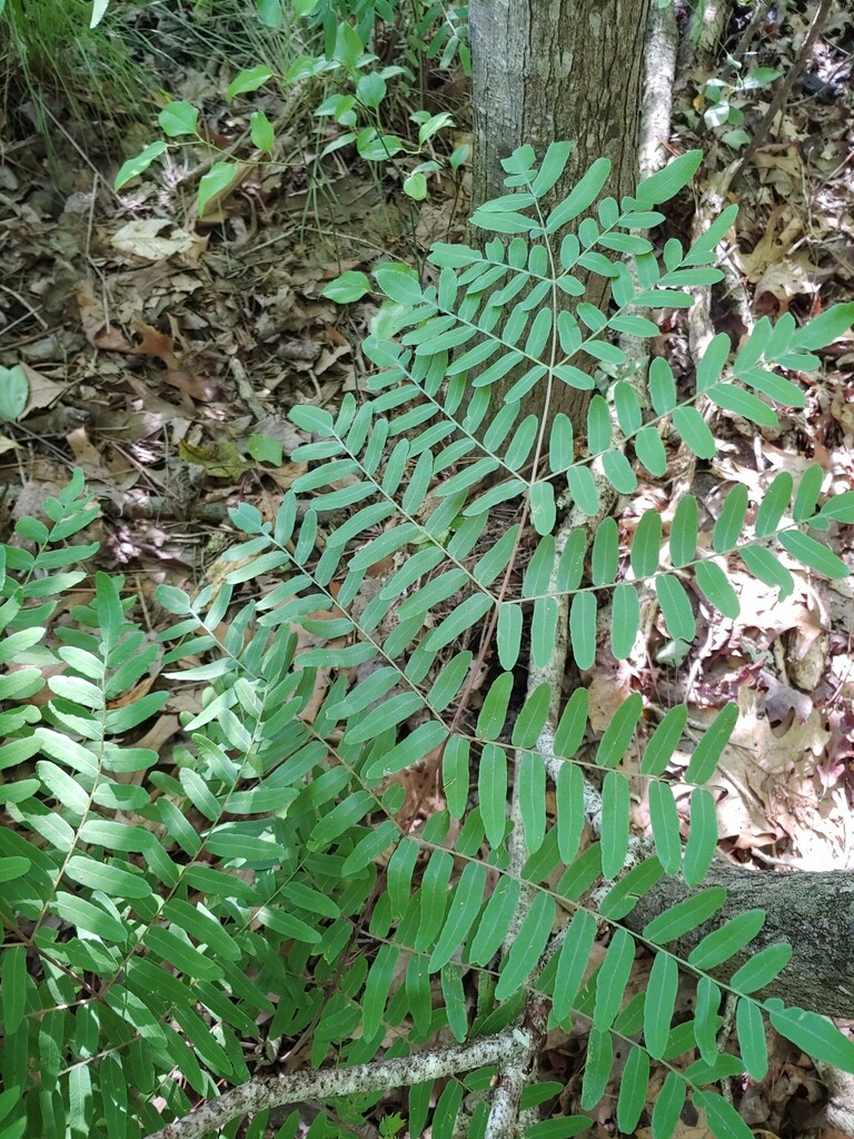American Royal Fern from Dekalb County, GA, USA on May 16, 2021 at 09: ...