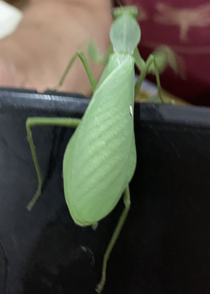Sphodromantis kersteni from Mukono, Kinkiizi, Western, UG on February ...