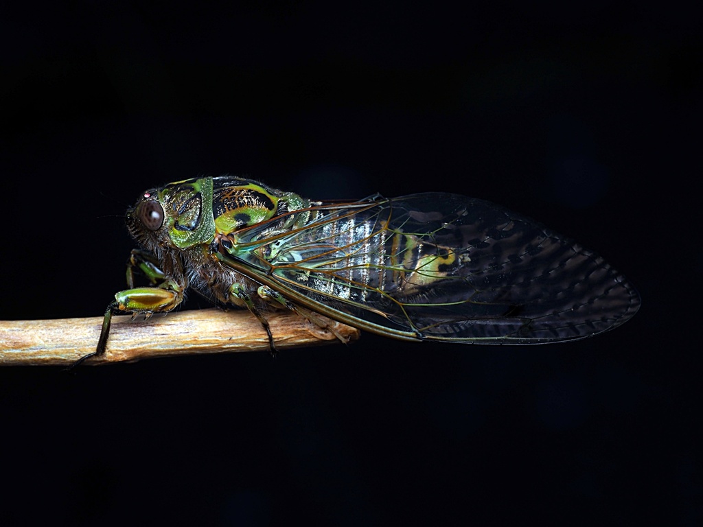 Chorus Cicada from Kaeo, New Zealand on February 06, 2023 at 09:43 PM ...